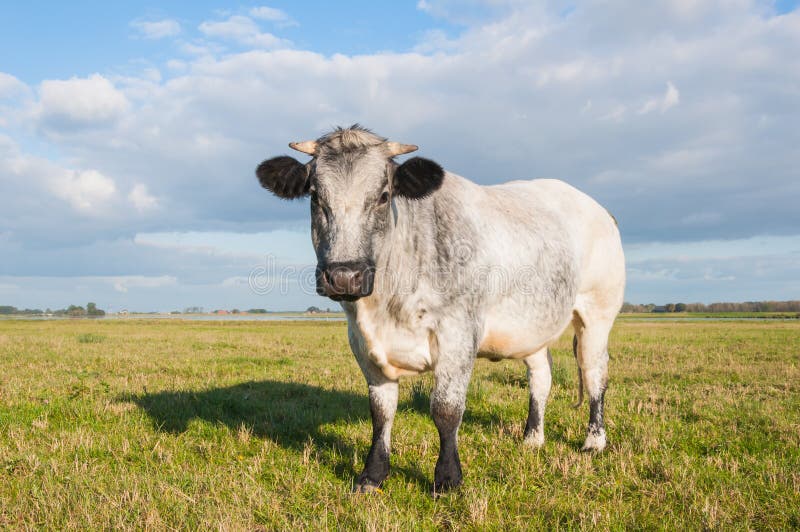 Staring gray spotted cow stock image. Image of grazing - 24806805