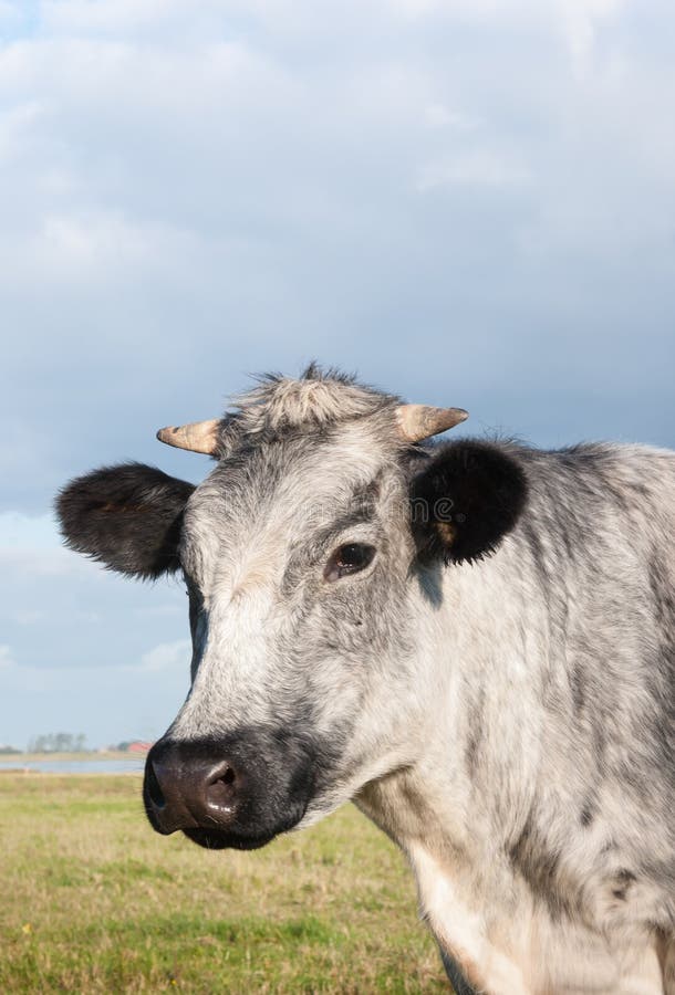 Portrait of a Cream-colored Cow in Backlight Stock Photo - Image of ...