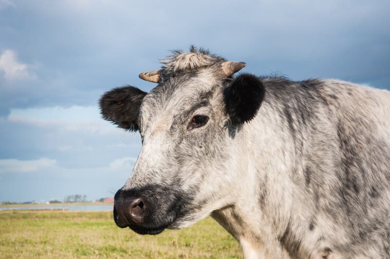 Portrait of a Cream-colored Cow in Backlight Stock Photo - Image of ...