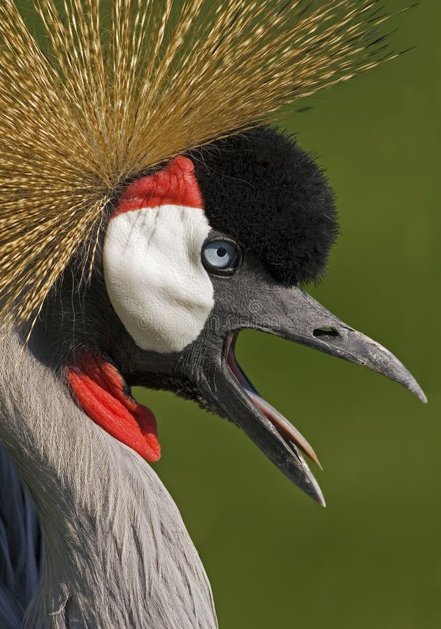 Gray crowned crane stock image. Image of mate, large - 16114449