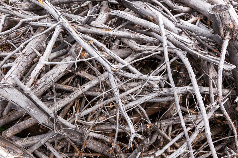 Pile of Tree Branches Composition As a Background Texture Stock Image ...
