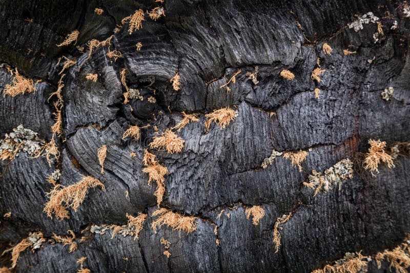 Close-up Gray Dry Tree Trunk Stock Photo - Image of branches, abstract ...