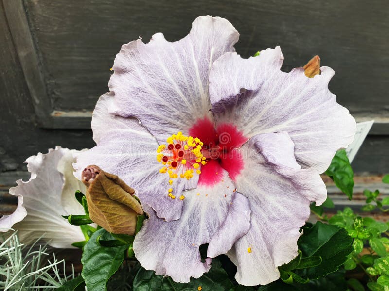 Close Up Gray Hibiscus Flowers on a Gray Background Stock Image - Image ...