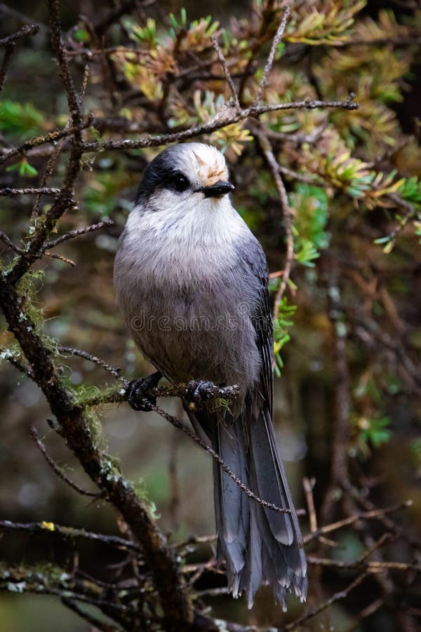 Close Up Gray Jay Portrait Sitting on Tree Branch Stock Photo - Image ...