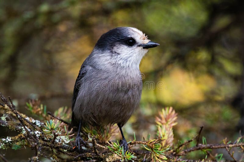 Close Up Gray Jay Portrait Sitting on Tree Branch Stock Photo - Image ...