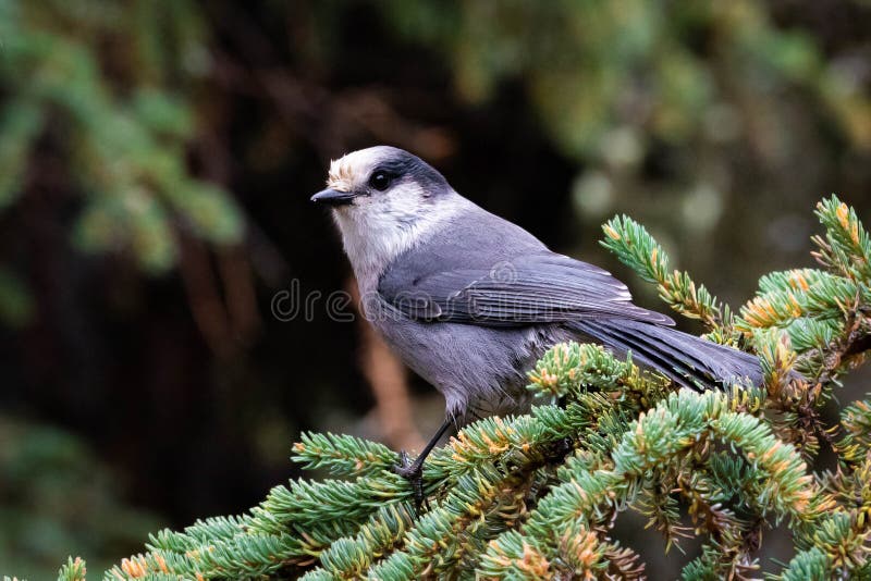 Close Up Gray Jay Portrait Sitting on Tree Branch Stock Photo - Image ...