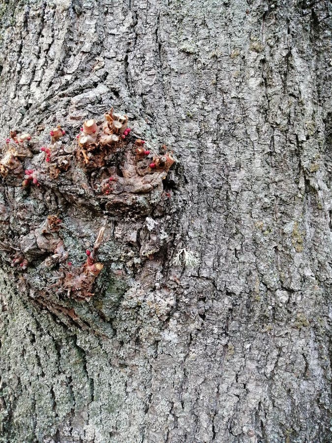 Gray Tree Bark Textured Background Images. Mossy Tree Bark Stock Image ...