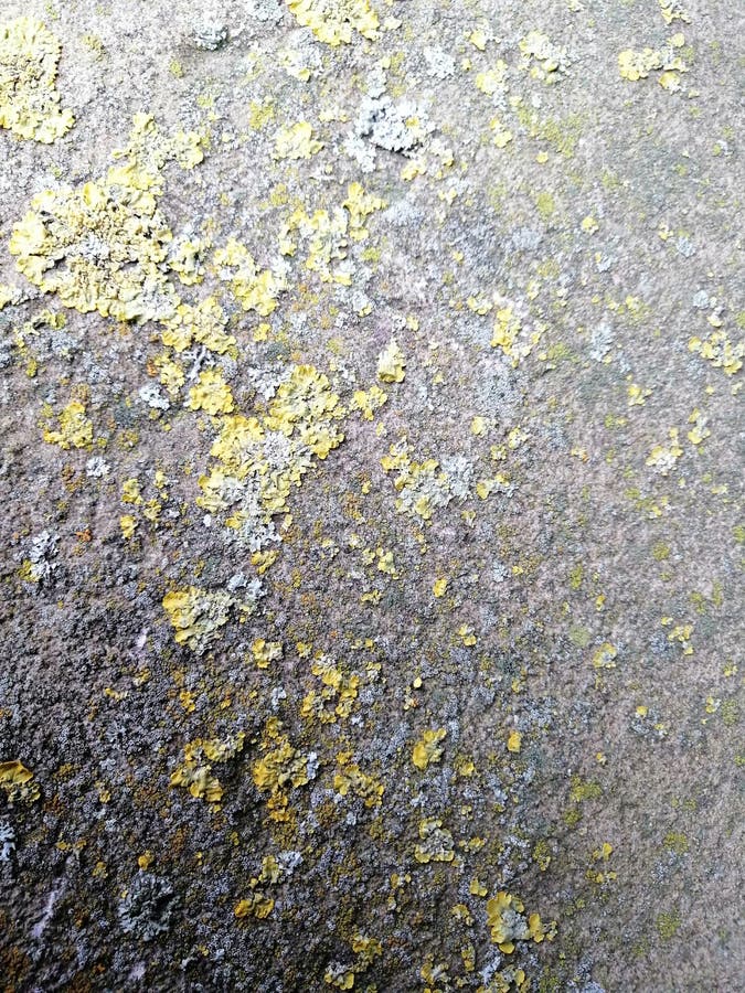 Gray Stone with Colorful Mossy Textured Background Images Stock Image ...