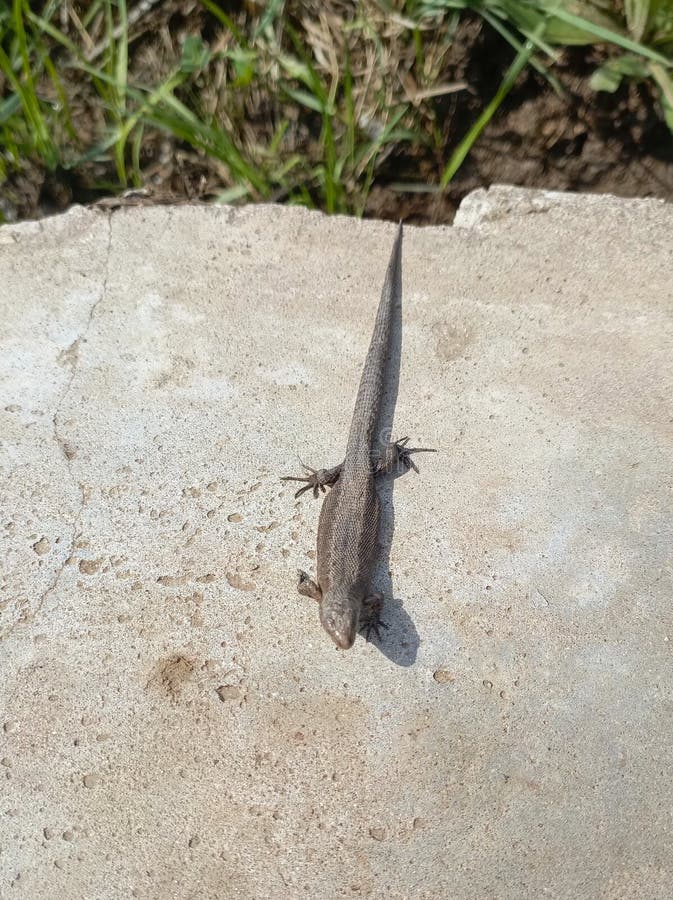 Close-Up of Grayish-Brown Lizard on Concrete with Sunlit Background ...
