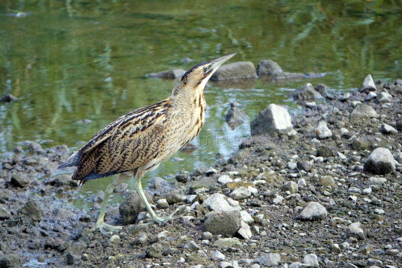 Great Bittern stock photo. Image of common, eurasian - 225162846