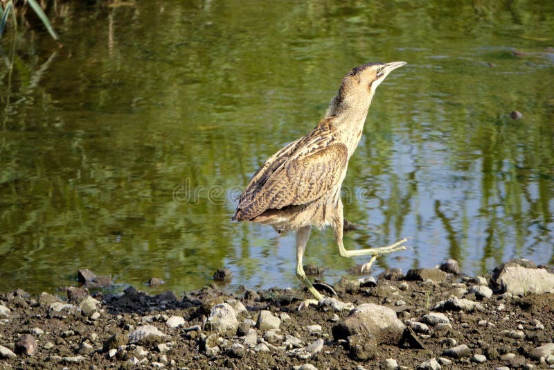 Great Bittern stock image. Image of stellaris, botaurus - 225166349