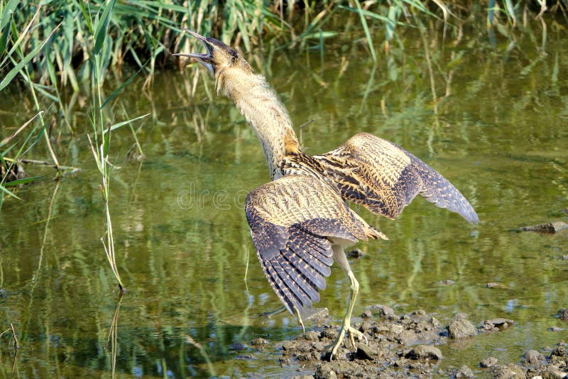 Great Bittern stock image. Image of natural, life, stellaris - 225167657