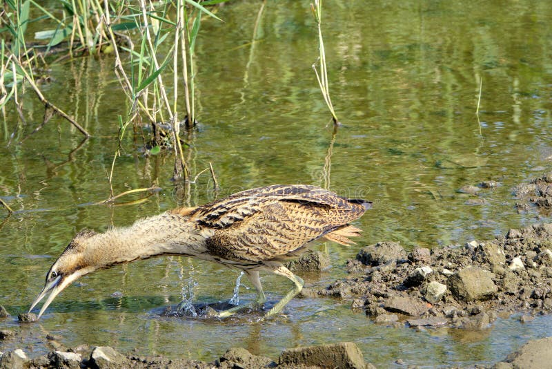 Great Bittern stock image. Image of water, eurasian - 225168011
