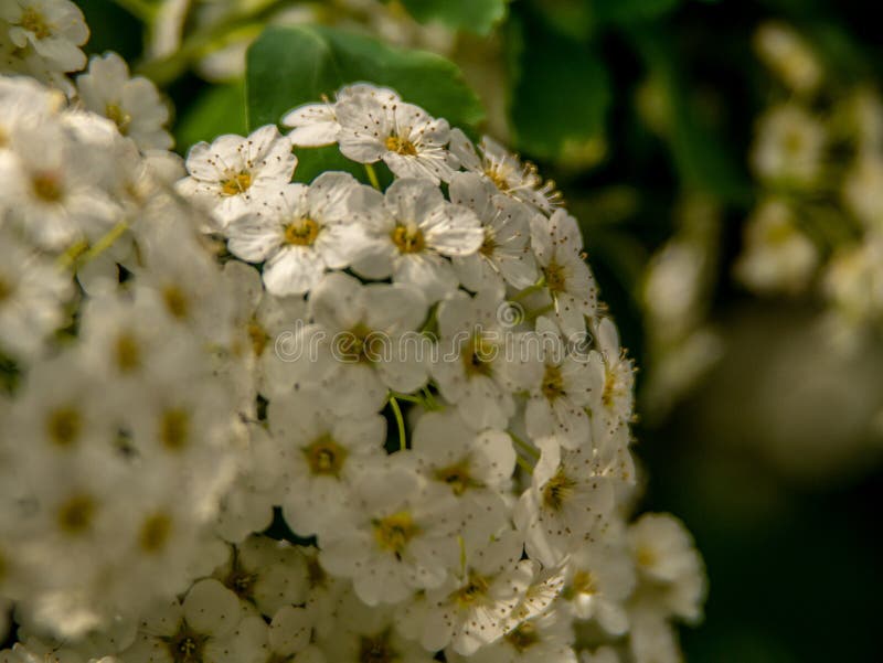 Close Up of Great Blossoms at the Bush-tree Stock Photo - Image of ...