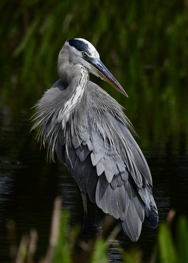 Close Up of a Great Blue Heron Stock Photo - Image of feathers, fauna ...