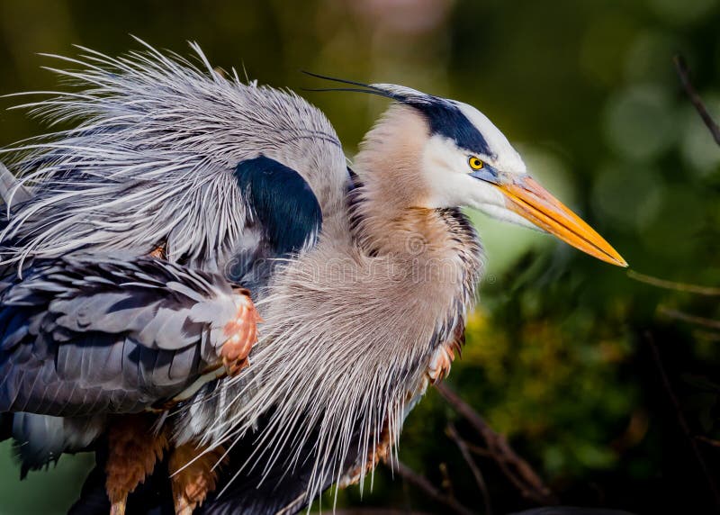 Great Blue Heron With Fluffy Chest Feathers In Florida Stock Photo ...