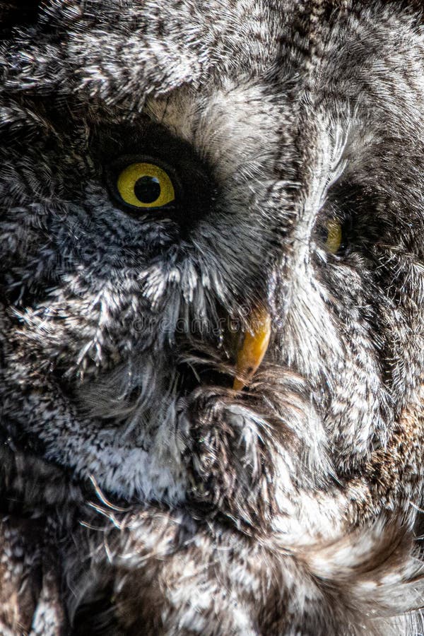 Close-up of a Great Grey Owl Looking Down Stock Photo - Image of grey ...