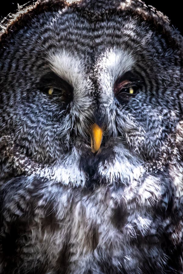 Close-up of a Great Grey Owl Looking Forward Stock Image - Image of ...