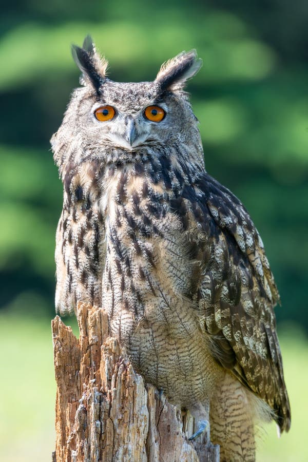 Close Up of a Great Horned Owl on a Tree Stump Stock Photo - Image of ...