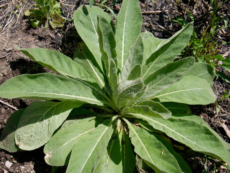 Close Up of a Great Mullein Herb Plant Stock Image - Image of mullein ...