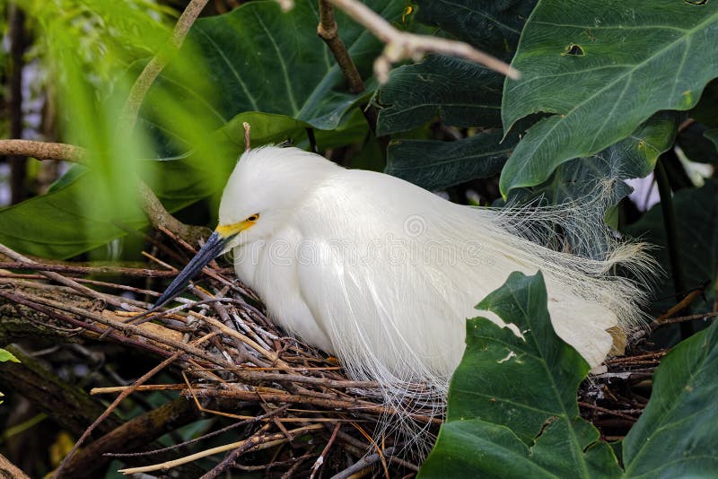 Great White Egret Sitting on a Nest in a Bush at the Waters Edge. Stock ...