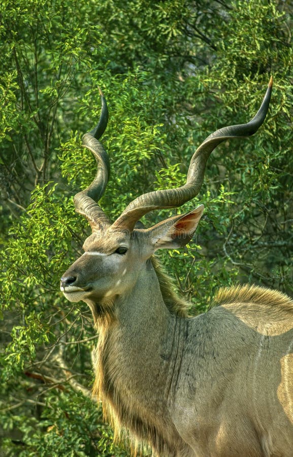 Close Up of Greater Kudu Buck Stock Image - Image of portrait, mammal ...