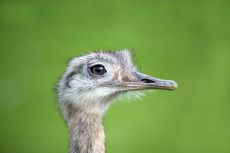 Close Up of Greater Kudu in South Africa Stock Photo - Image of mala ...