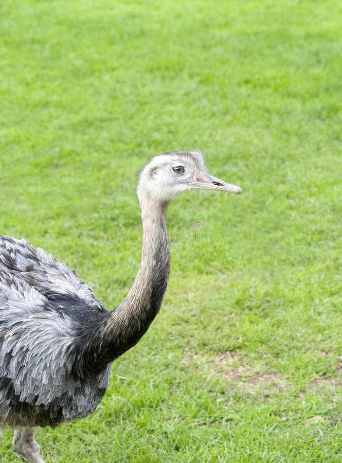 Close Up of Greater Kudu in South Africa Stock Photo - Image of mala ...