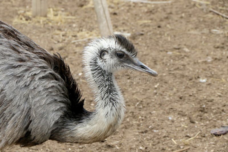 Close up of a greater rhea stock photo. Image of farm - 186236106
