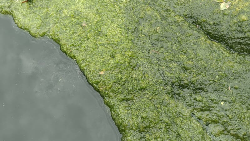 Close-up of Green Algae Growing on the Surface of a Still Pond Stock ...