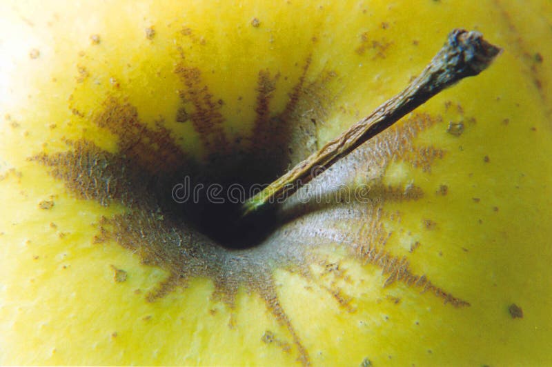 2,849 Apple Stalk Stock Photos - Free & Royalty-Free Stock Photos from ...