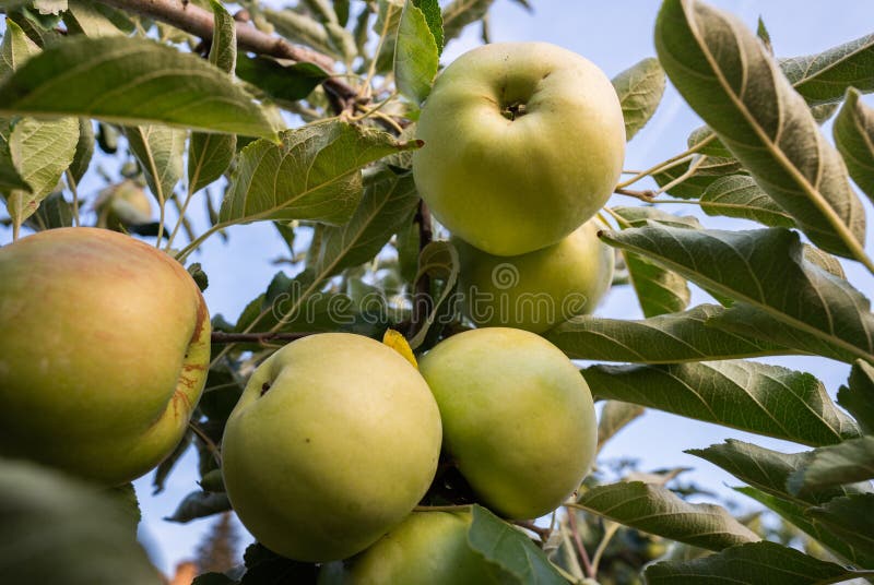 Green Apple in a Tree during Autumn Stock Image - Image of food, nature ...