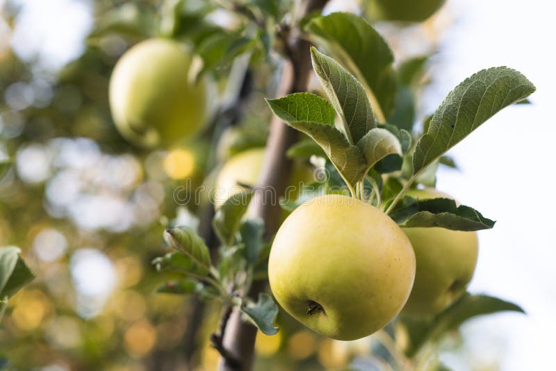 Green Apple in a Tree during Autumn Stock Image - Image of orchard ...