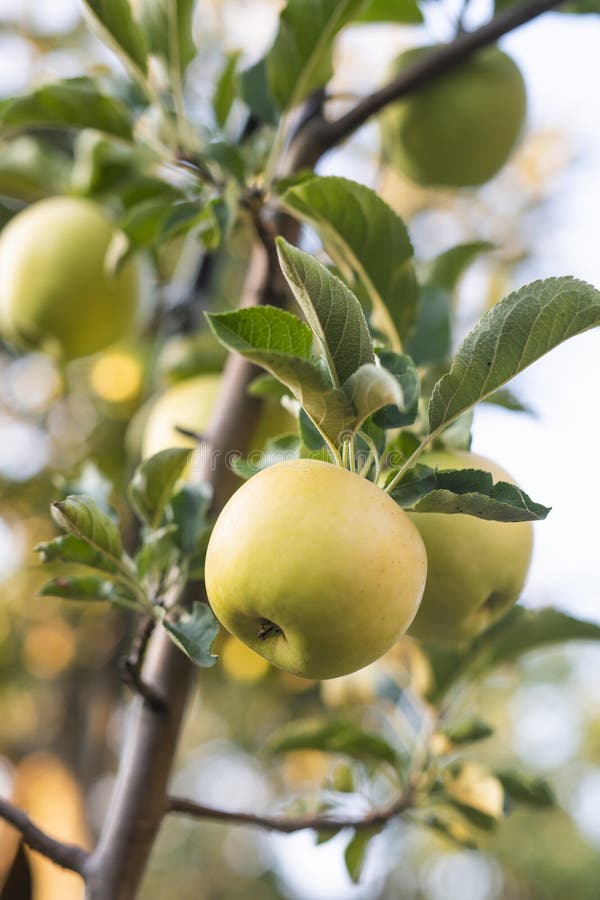 Green Apple in a Tree during Autumn Stock Image - Image of orchard ...