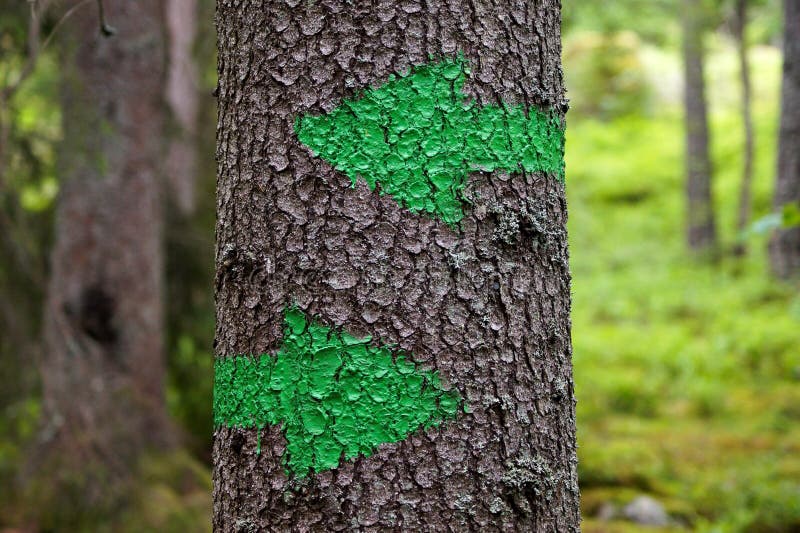 Close Up of Green Arrows Painted on Tree Stock Image - Image of outdoor ...
