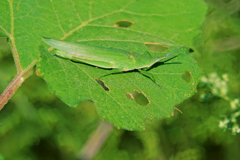 Sinensis Stays Stock Photos - Free & Royalty-Free Stock Photos from ...