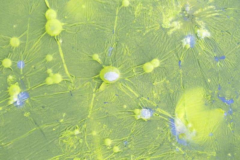 Green Bacteria Colony Forming Bubbles on Contaminated Sewage Water ...