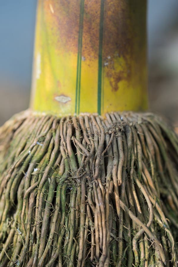 Close Up of Green Bamboo with Aged Root Stock Photo - Image of asian ...