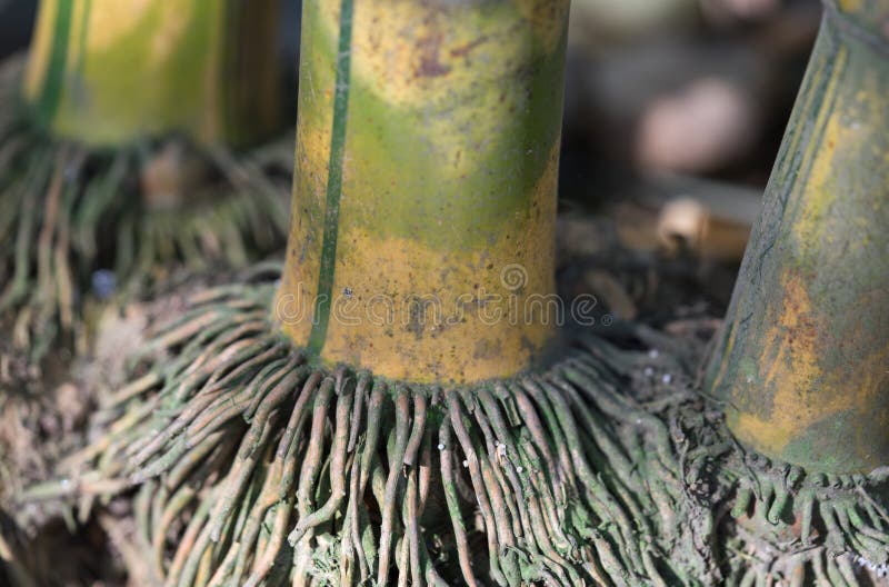 Close Up of Green Bamboo with Aged Root Stock Photo - Image of fresh ...