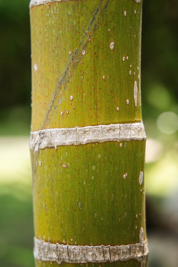 Close-Up of Green Bamboo Stalk Stock Photo - Image of fresh, stick ...