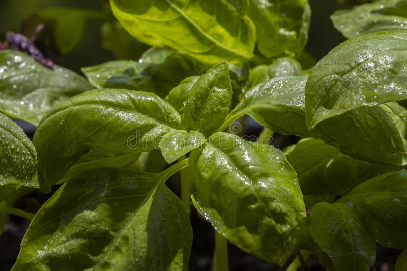 Close-up of Green Basil (Ocimum Basilicum) Stock Image - Image of ...
