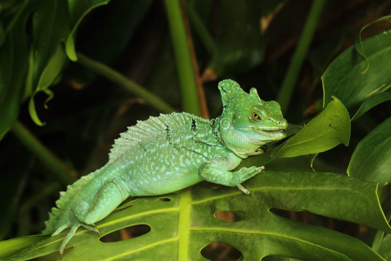 Monkey lizard stock photo. Image of chameleon, insectivore - 16168814