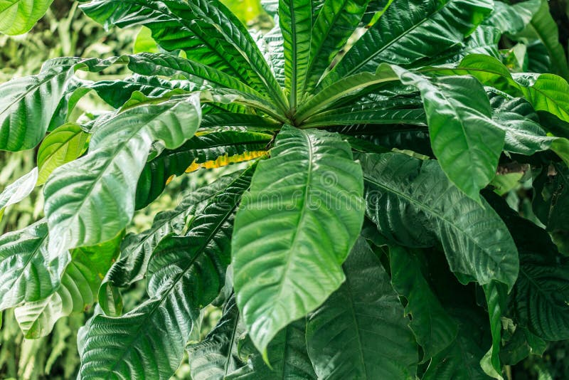 Close Up Green Big Leaf in Forest Stock Photo - Image of floral, forest ...