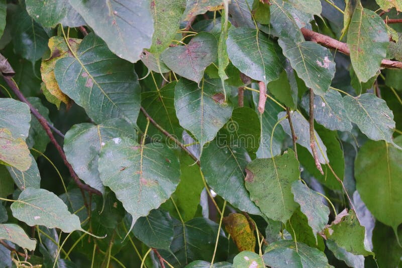 Close-up of Green Bodhi Leaves, Trees with Buddhist Ideas Stock Photo ...