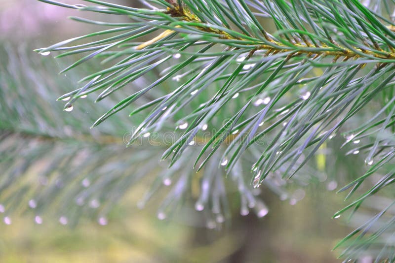 Close Up Green Branch Pine Tree with Rain Drops, in the Middle ...