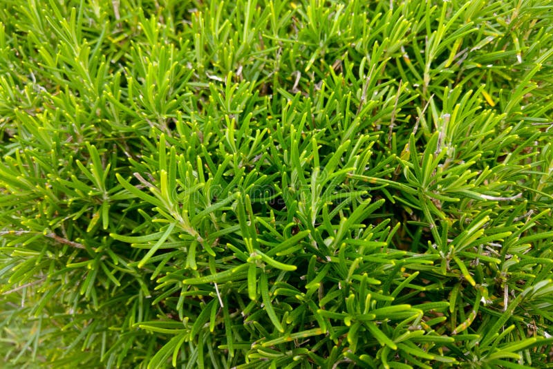 Close-up of the Green Branches of Juniper. the Background of Nature ...