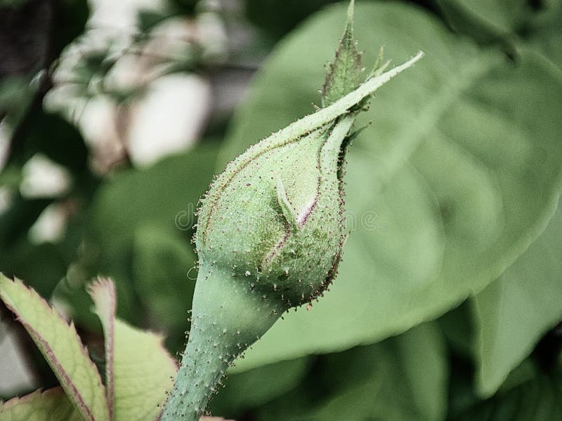 Little rose bud stock photo. Image of flora, green, flower - 247923498