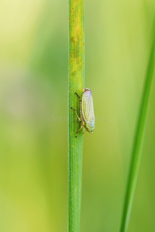 Close Up of Green Bug on the Grass Stock Image - Image of green ...