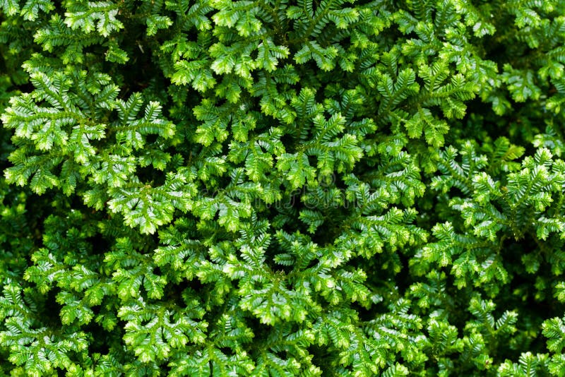 Close-up of Green Bush, Texture Background Stock Image - Image of leafs ...