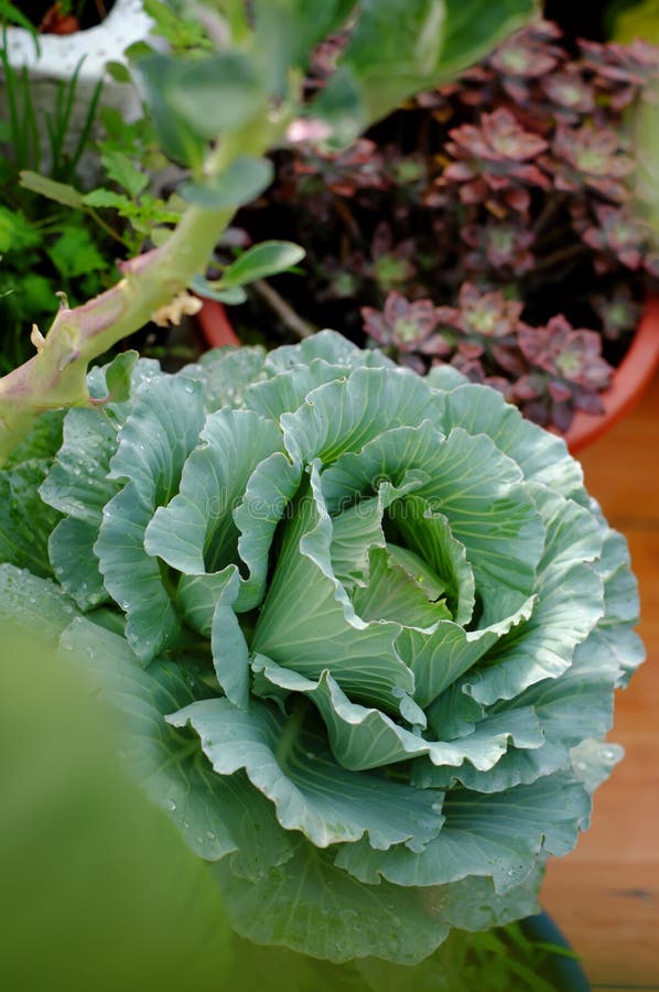 A Close-up of a Green Cabbage Head, Raw Vegetable from Rooftop Garden ...